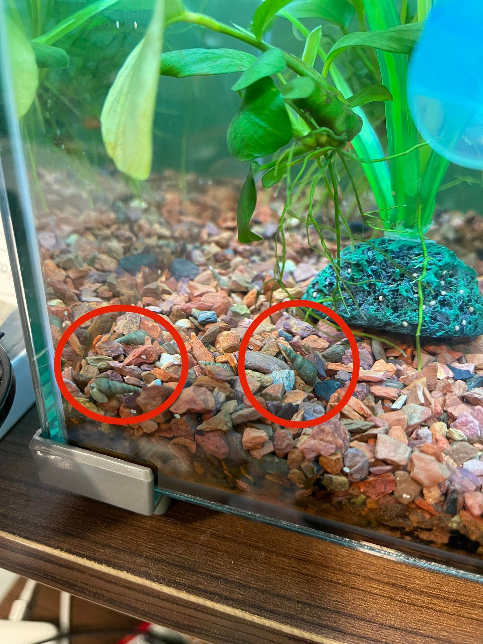How to Get Rid of Trumpet Snails in My Aquarium: Pro Tips