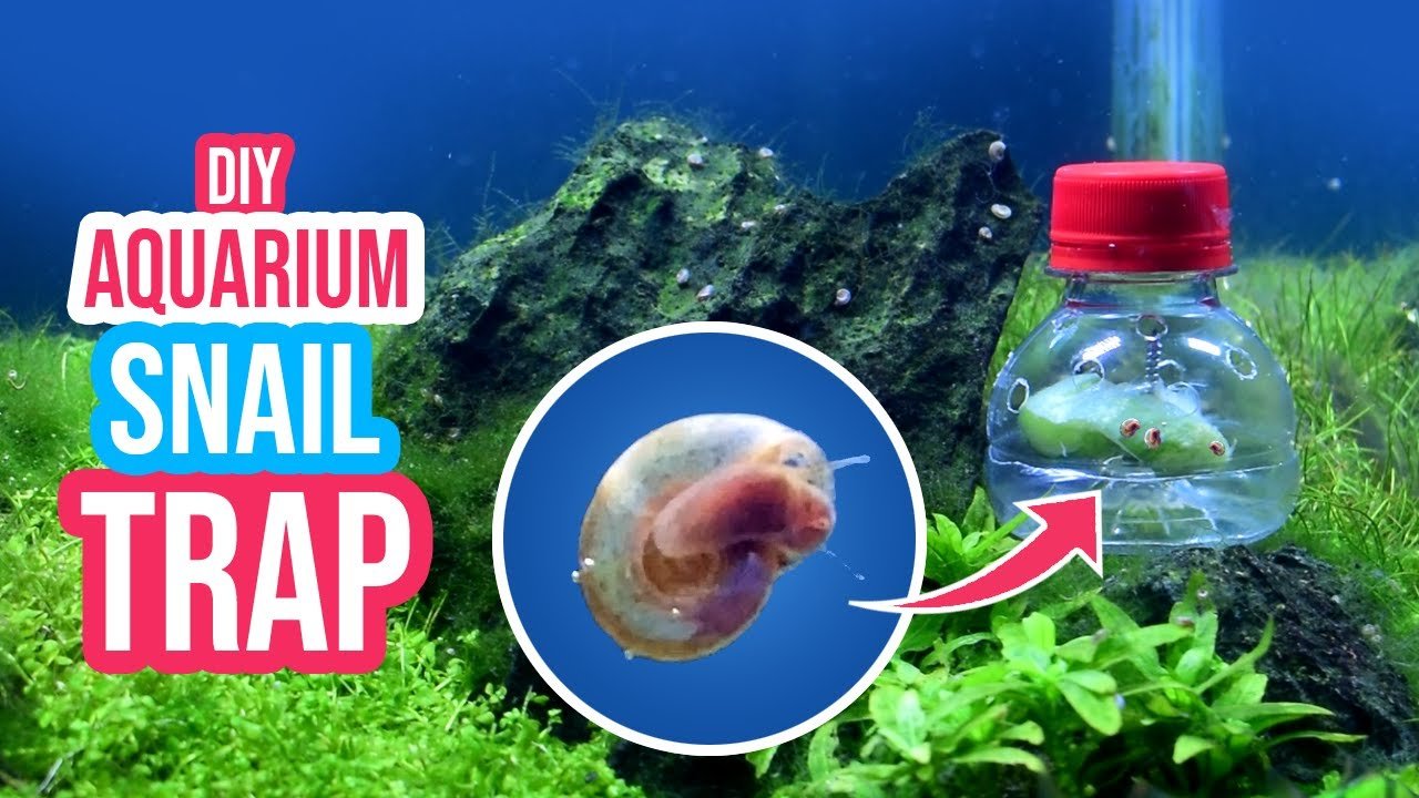 How to Make an Aquarium Snail Trap: Easy DIY Guide